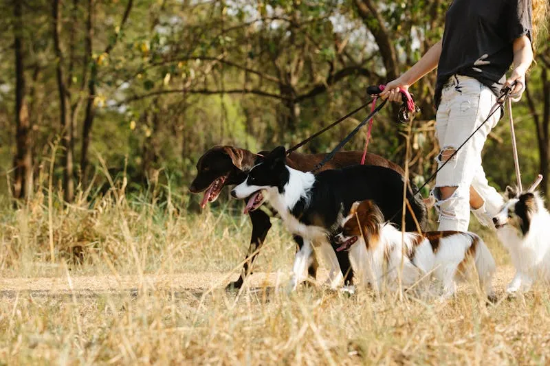 Adopt'Animaux | Adoption Chien & Chat, Balades & Services — Annonces ...