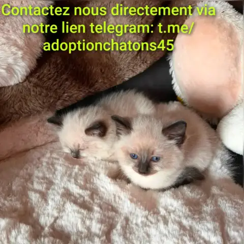 Adoption Chat Ragdoll : Chatons Ragdoll à Lyon | Adopt'Animaux