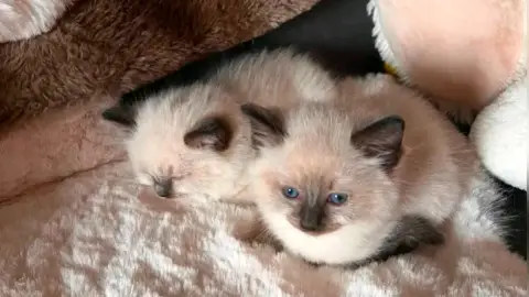Adoption Chat Ragdoll : Chatons Ragdoll à Lyon | Adopt'Animaux