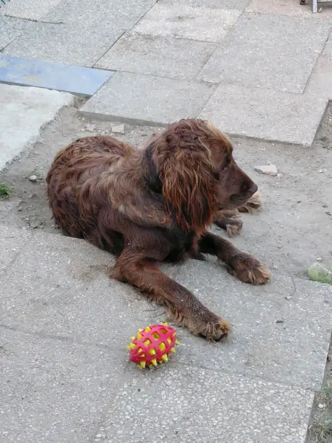 Adoption Chien Epagneul Breton : Je donne mais chien . Ils ont besoin d ...