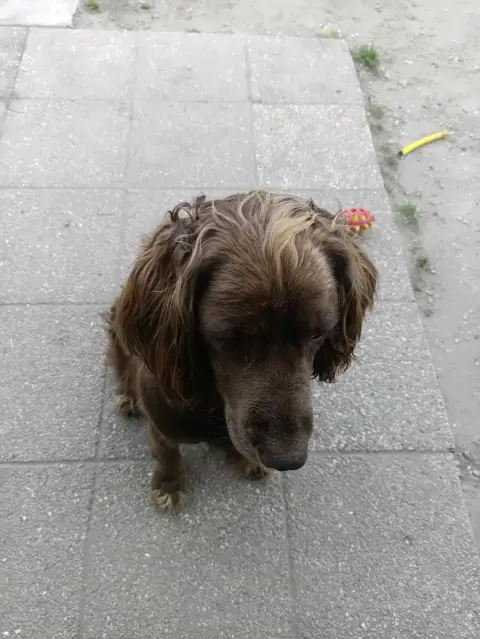 Adoption Chien Epagneul Breton : Je donne mais chien . Ils ont besoin d ...
