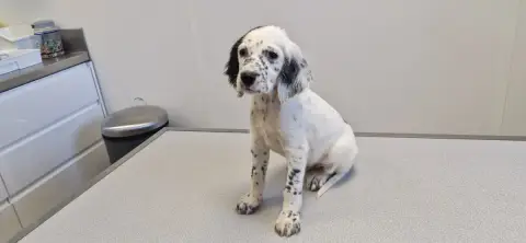 Adoption Chien Setter Anglais : Setter Anglais Chiot N°1 Du Mas De ...