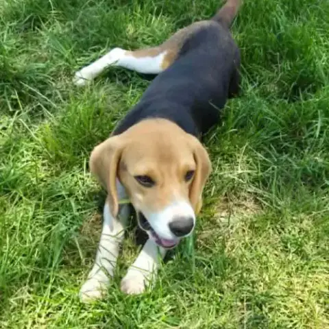 Adoption Chien Beagle : Aribo à Nouvelle-Aquitaine | Adopt'Animaux