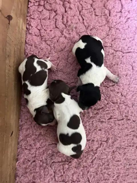 Adoption Chien Épagneul Breton : Epagneul Breton à Fenioux | Adopt'Animaux