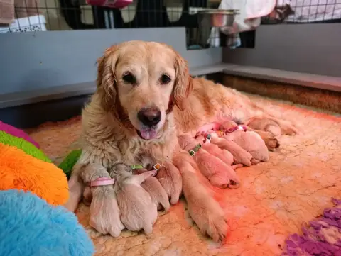 Adoption Chien Golden Retriever : Golden Retriever Rose De La Patte De ...