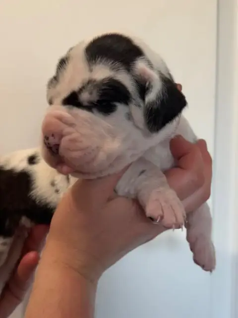 Adoption Chien Dogue Allemand : Dogue Allemand B Des Gardiens De L ...