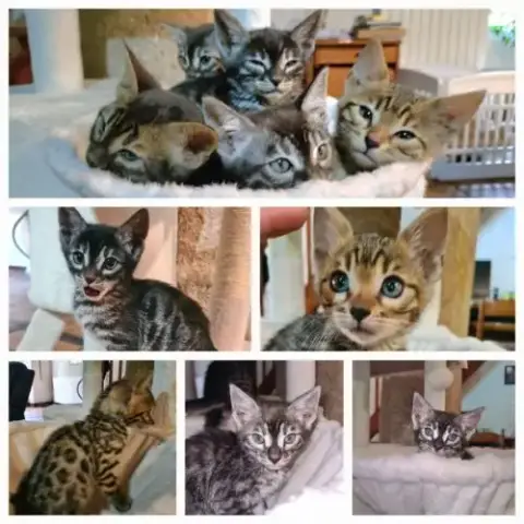 Adoption Chat Bengal : 3 Femelles Et 2 Males Bengal Nés Le 14/03/2026 à ...