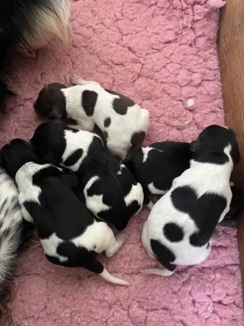 Adoption Chien Épagneul Breton : Epagneul Breton Noir Tricolore De L ...