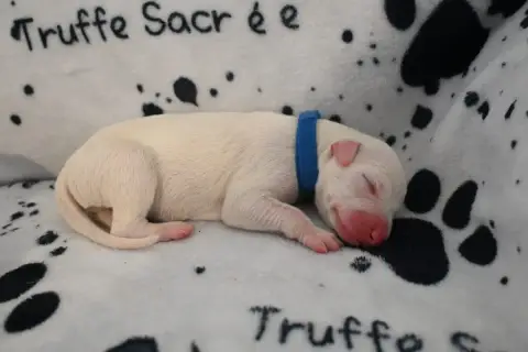 Adoption Chien Lévrier Whippet : Whippet Barbidou De La Truffe Sacrée à ...