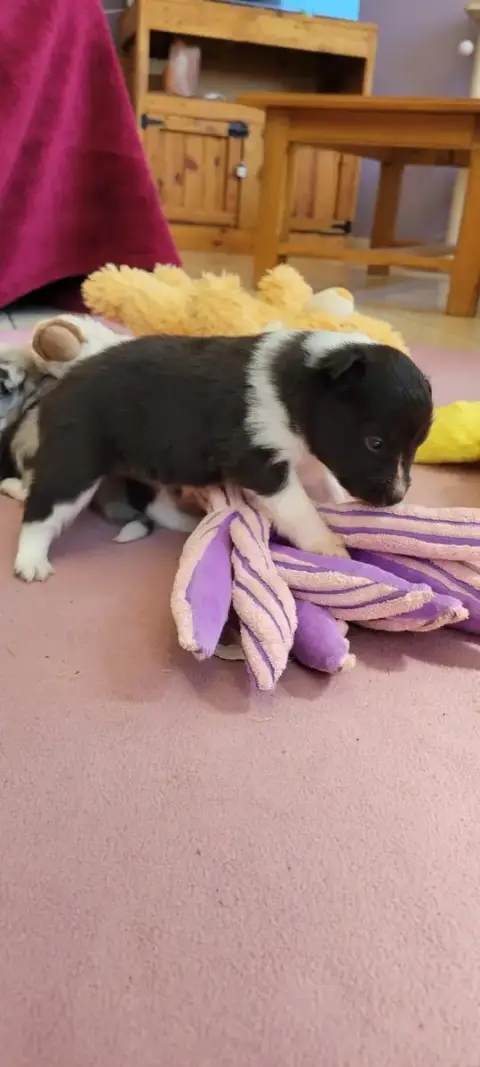 Adoption Chien Shetland sheepdog : Shetland Sheepdog B..... Des ...