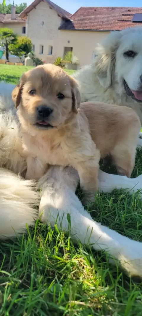 Adoption Chien Golden Retriever : Golden Retriever B.... Des Molosses ...