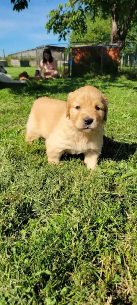 Adoption Chien Golden Retriever : Golden Retriever B.... Des Molosses ...