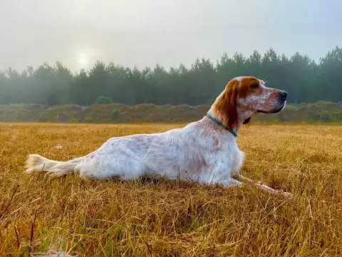 Adoption Chien Setter Anglais : Setter Anglais Collier Vert Des ...