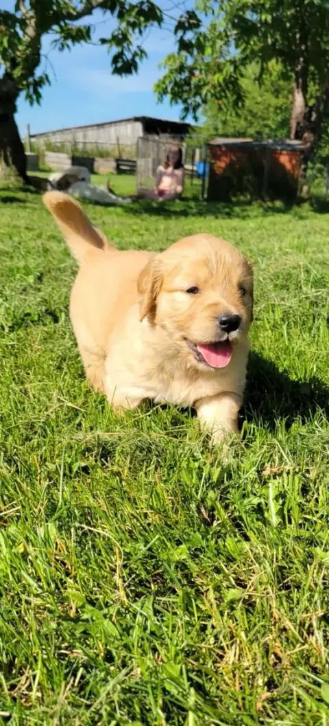 Adoption Chien Golden Retriever : Golden Retriever B.... Des Molosses ...