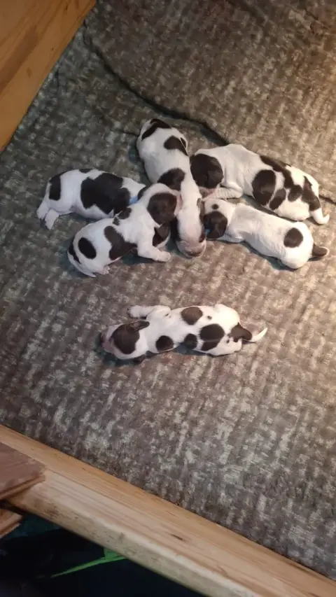 Adoption Chien Cocker Spaniel Anglais : Cocker Spaniel Anglais Fille ...