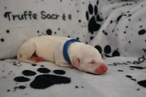 Adoption Chien Lévrier Whippet : Whippet Barbidou De La Truffe Sacrée à ...