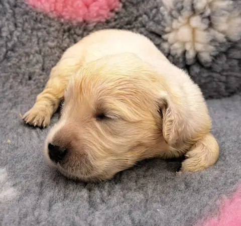 Adoption Chien Golden Retriever : Golden Retriever Bolt à La Chapelle ...