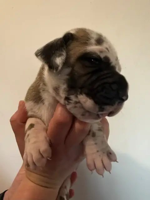 Adoption Chien Dogue Allemand : Dogue Allemand B Des Gardiens De L ...