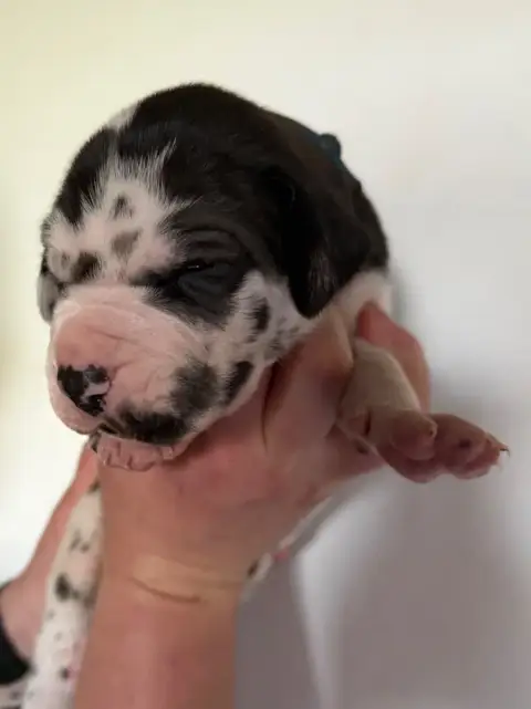 Adoption Chien Dogue Allemand : Dogue Allemand B Des Gardiens De L ...