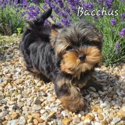Adoption Chien Yorkshire Terrier : Chiots Yorkshire Terrier Lof ...