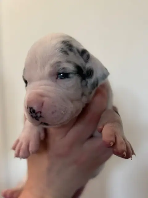 Adoption Chien Dogue Allemand : Dogue Allemand B Des Gardiens De L ...