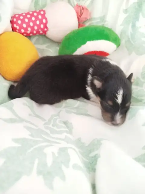 Adoption Chien Shetland sheepdog : Shetland Sheepdog Belly Nom ...