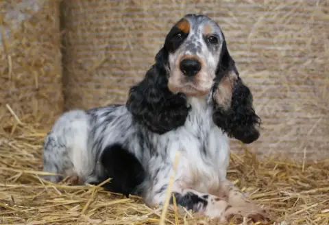 Adoption Chien Cocker Spaniel Anglais : Cocker Spaniel Anglais Chiot 4 ...