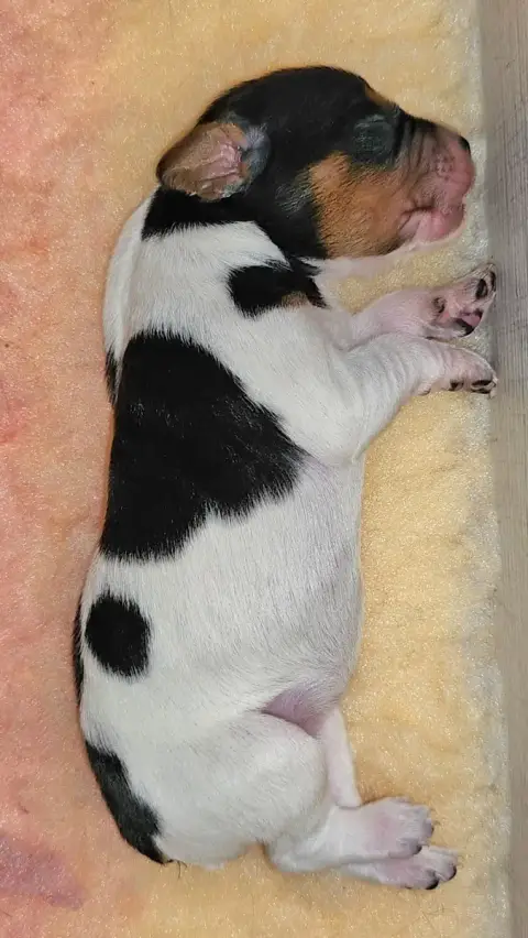Adoption Chien Épagneul Breton : Epagneul Breton à Sollies Toucas ...