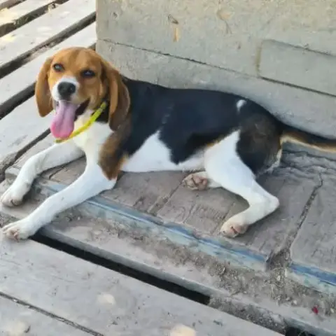 Adoption Chien Beagle : Aya à Nouvelle-Aquitaine | Adopt'Animaux