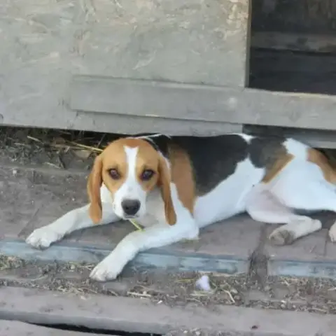 Adoption Chien Beagle : Alice à Nouvelle-Aquitaine | Adopt'Animaux