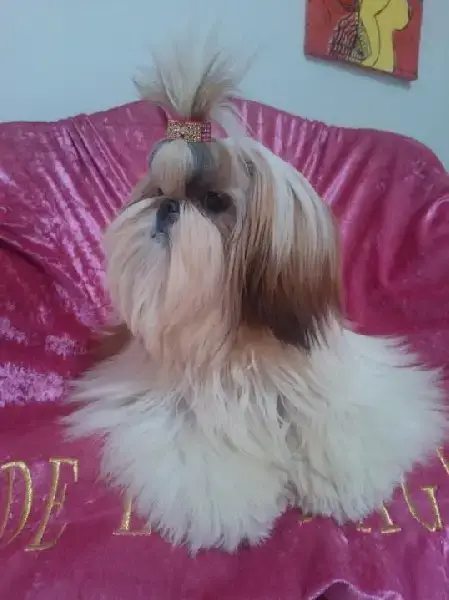 Adoption Chien Shih Tzu : Shih Tzu Chiot 1 From Jacob'S Love Angel à ...