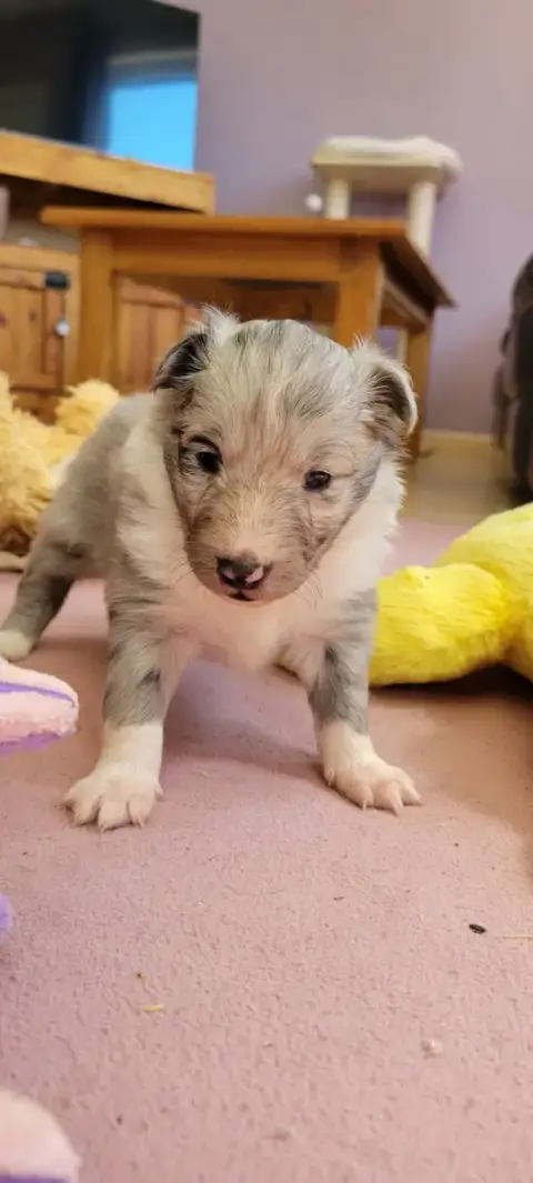 Adoption Chien Shetland sheepdog : Shetland Sheepdog B..... Des ...