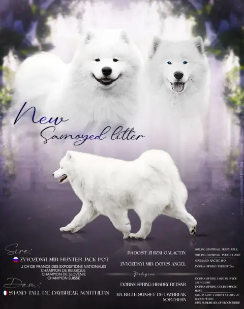 Adoption Chien Samoyède : Samoyède à Lesquielles Saint Germain | Adopt ...