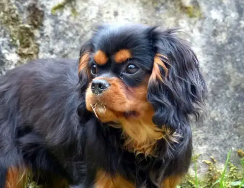Adoption Chien Cavalier King Charles : Cavalier King Charles Spaniel ...