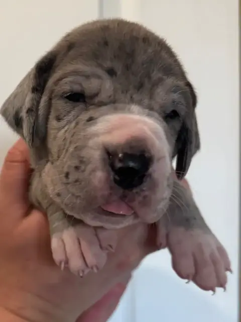 Adoption Chien Dogue Allemand : Dogue Allemand B Des Gardiens De L ...