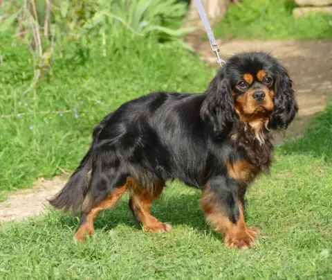 Adoption Chien Cavalier King Charles : Cavalier King Charles Spaniel à ...