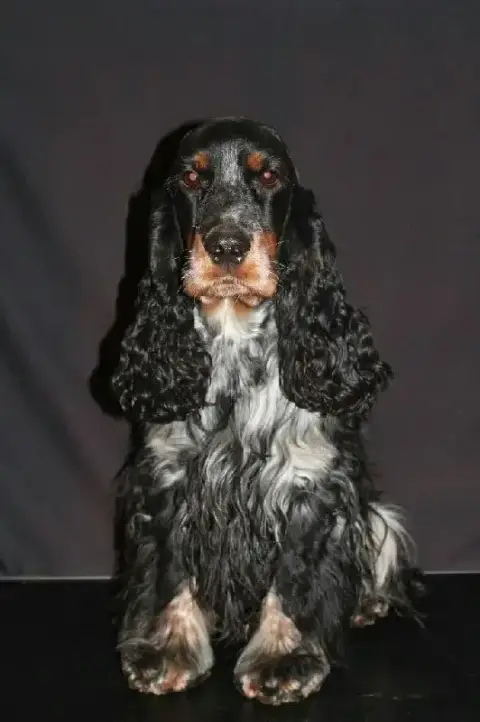 Adoption Chien Cocker Spaniel Anglais : Cocker Spaniel Anglais Fille ...