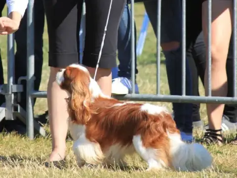 Adoption Chien Cavalier King Charles : Cavalier King Charles Spaniel ...