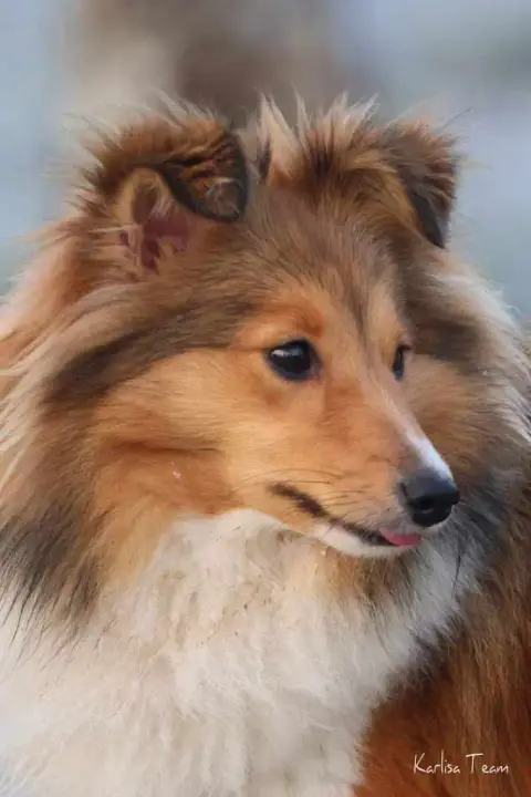 Adoption Chien Shetland sheepdog : Shetland Sheepdog Chiot N°1 Des ...