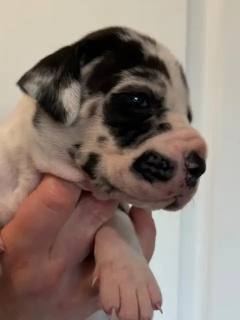Adoption Chien Dogue Allemand : Dogue Allemand B Des Gardiens De L ...