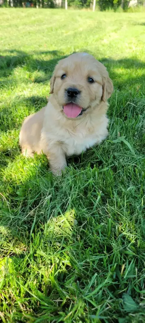 Adoption Chien Golden Retriever : Golden Retriever B.... Des Molosses ...