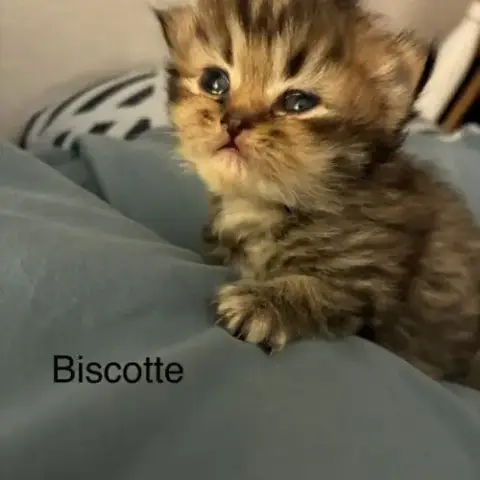 Adoption Chat Persan : Chatons Persans Disponibles À La Réservation à ...