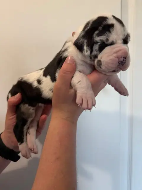 Adoption Chien Dogue Allemand : Dogue Allemand B Des Gardiens De L ...