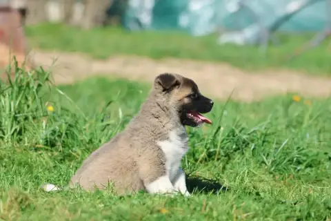 Adoption Chien Akita Américain : Akita Americain Bears Of Kyushu De ...