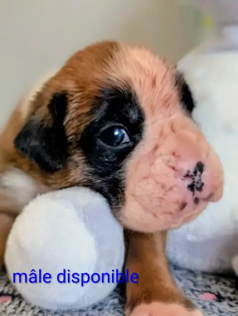 Adoption Chien Boxer : Boxer Blue Foncé Des Rêves Angélique à La ...