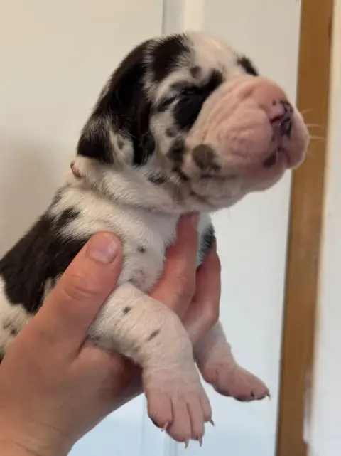 Adoption Chien Dogue Allemand : Dogue Allemand B Des Gardiens De L ...