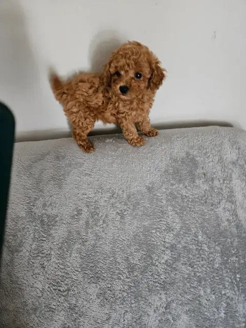 Adoption Chien Caniche : Caniche Chiot N°1 Du Domaine De La Vallée ...
