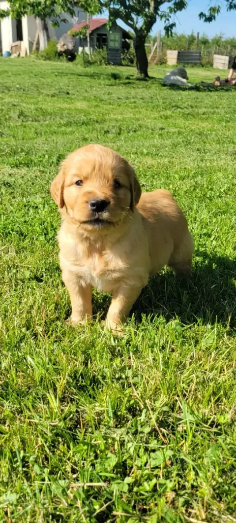 Adoption Chien Golden Retriever : Golden Retriever B..... Des Molosses ...