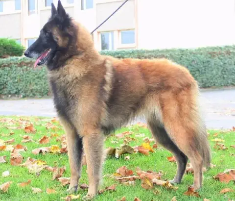Adoption Chien Berger Belge Malinois : Berger Belge Chiot 4 Mady'N ...