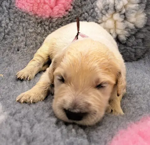 Adoption Chien Golden Retriever : Golden Retriever Bacco à La Chapelle ...